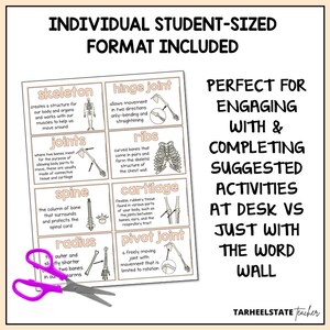 Skeletal and Muscular Definition Posters for Science Bulletin Board ...