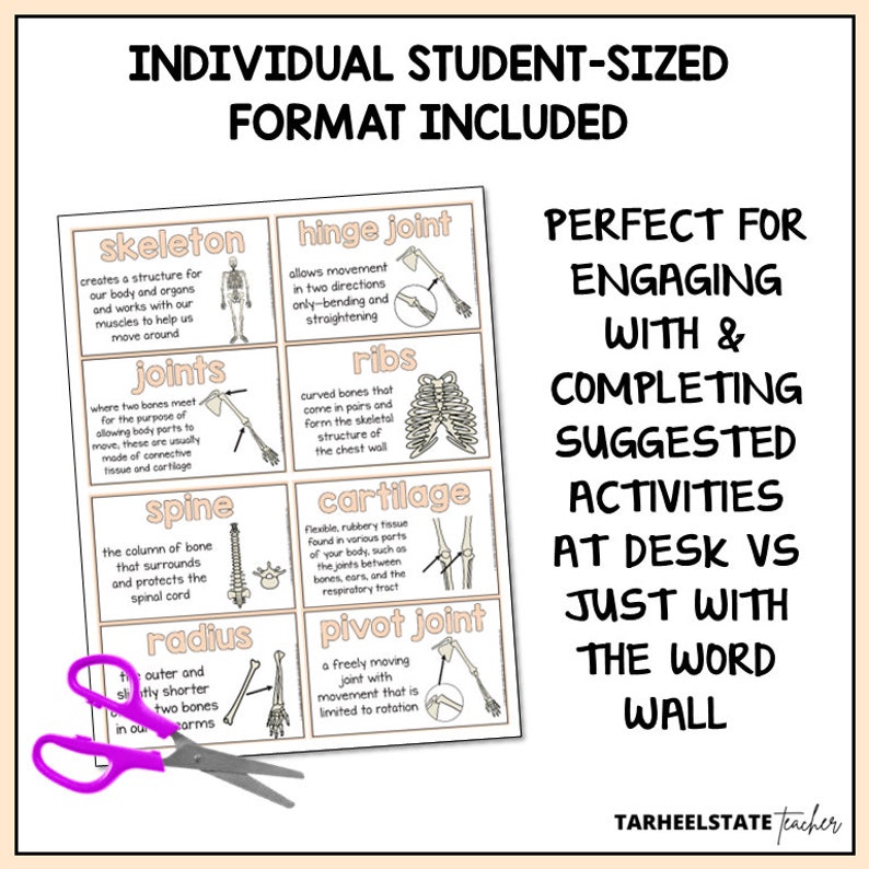Skeletal and Muscular Definition Posters for Science Bulletin Board ...