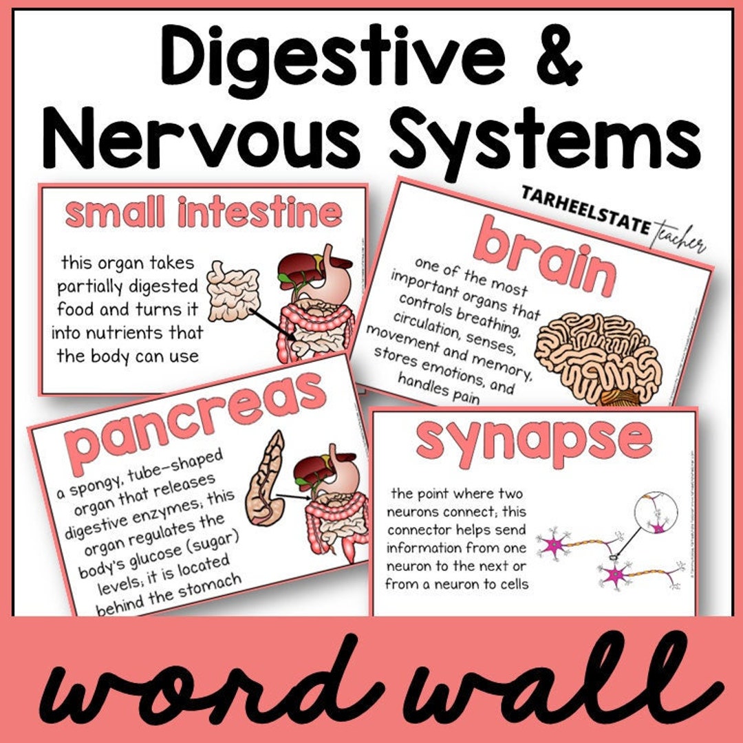 Digestive and Nervous System Definition Posters for Science Bulletin ...