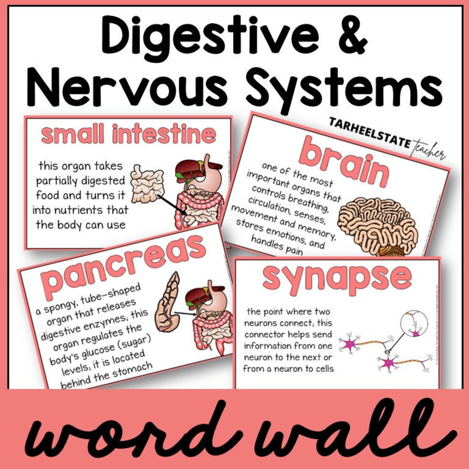 Digestive & Nervous System Word Wall | Science Classroom Decor (PDF ...