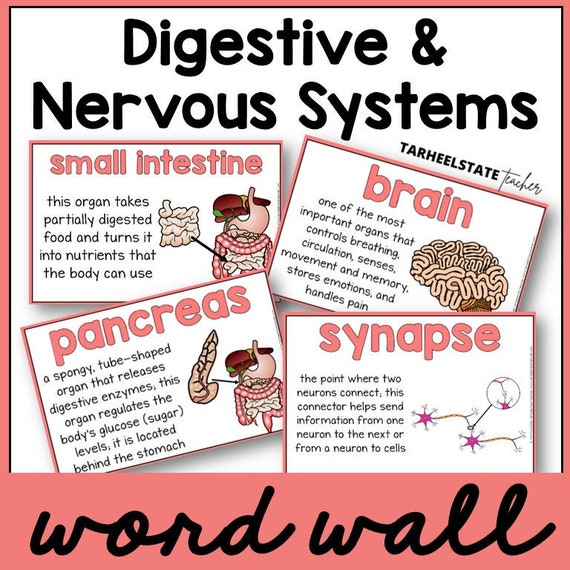 Body Systems Vocabulary Words