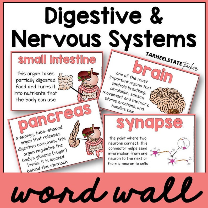 Digestive and Nervous System Definition Posters for Science Bulletin ...