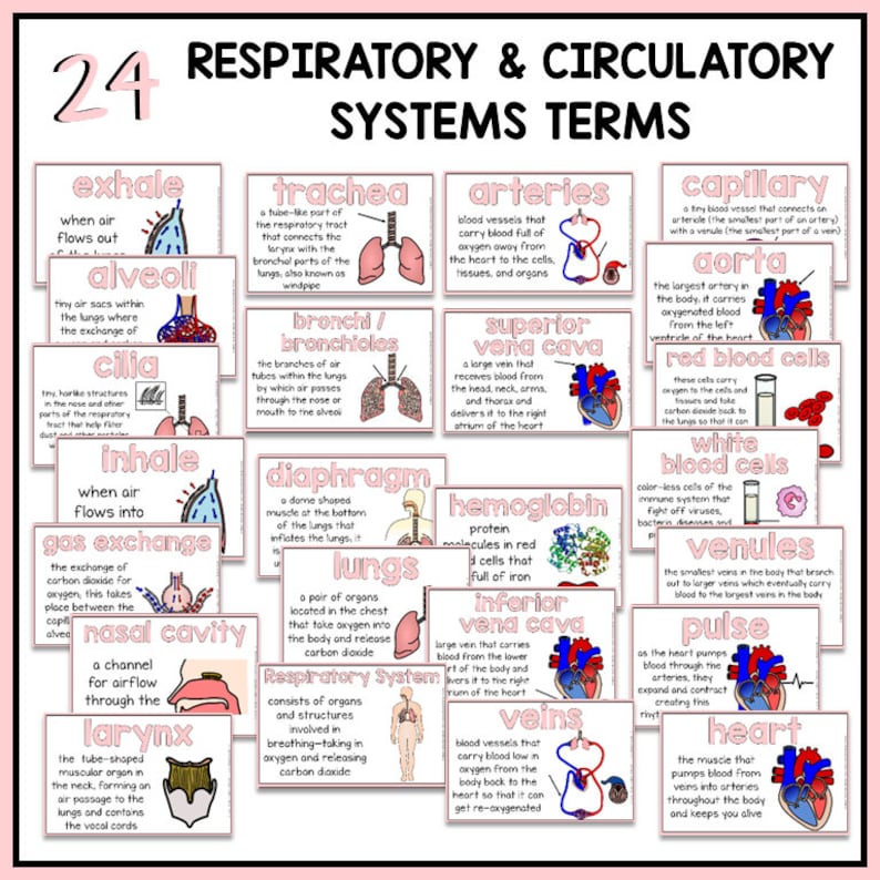 Respiratory & Circulatory System Word Wall | Science Classroom Decor ...