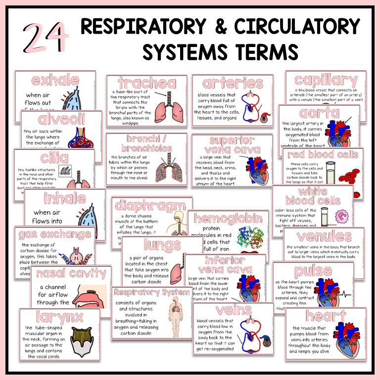 Respiratory and Circulatory System Definition Posters for Science ...