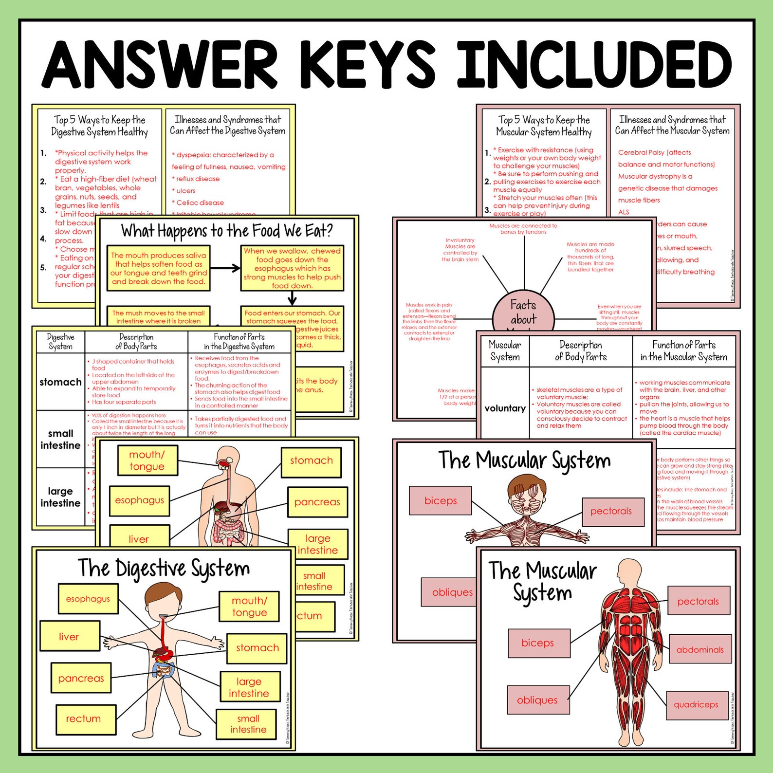 6 Human Body Systems and Functions Research Project | Circulatory ...