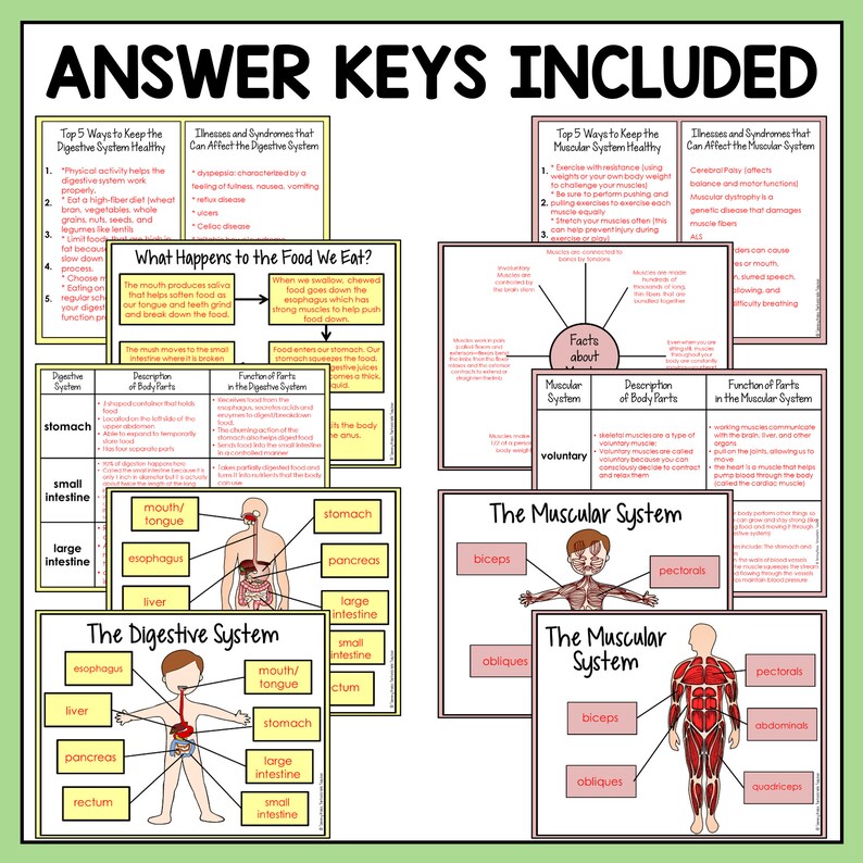 6 Human Body Systems and Functions Research Project | Circulatory ...