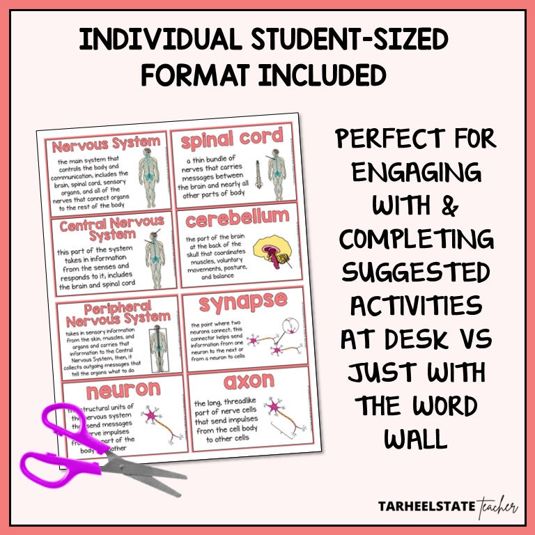 Digestive & Nervous System Word Wall | Science Classroom Decor (PDF ...