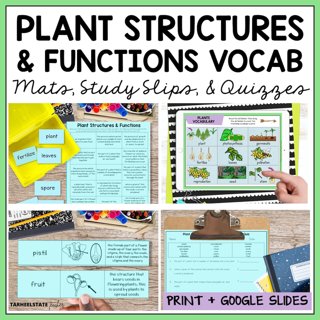 Plants Vocabulary and Definition Practice | Vocabulary Study Guide and ...