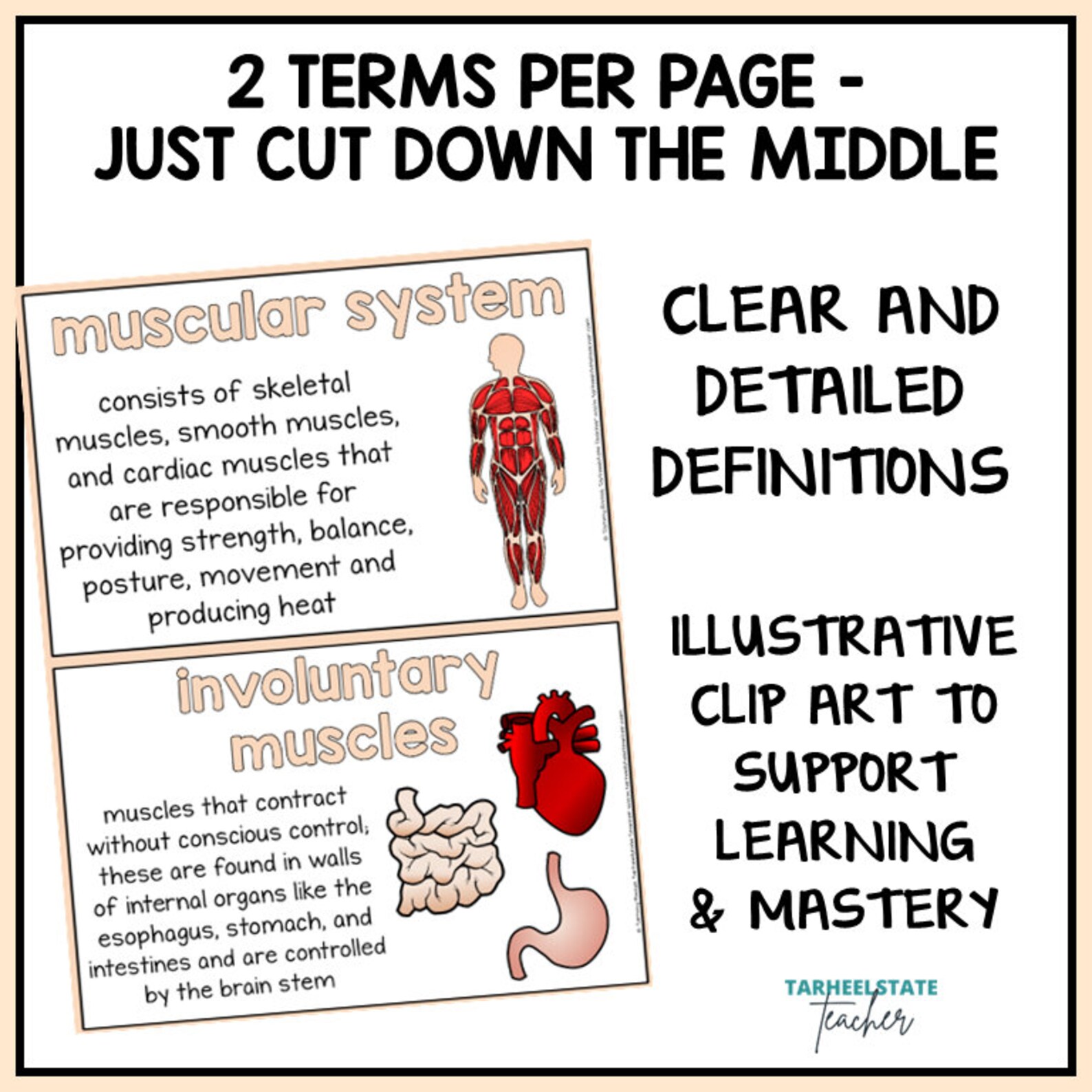 Skeletal and Muscular Definition Posters for Science Bulletin Board ...
