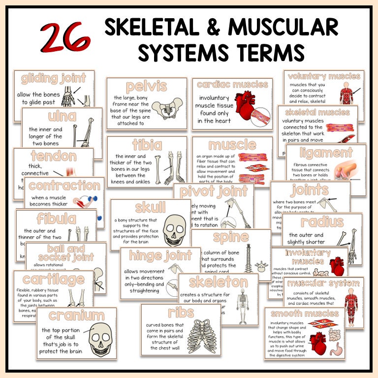 Skeletal and Muscular Definition Posters for Science Bulletin Board ...