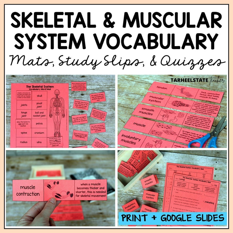 Skeletal & Muscular Systems Vocabulary and Definition Practice | Vocab ...