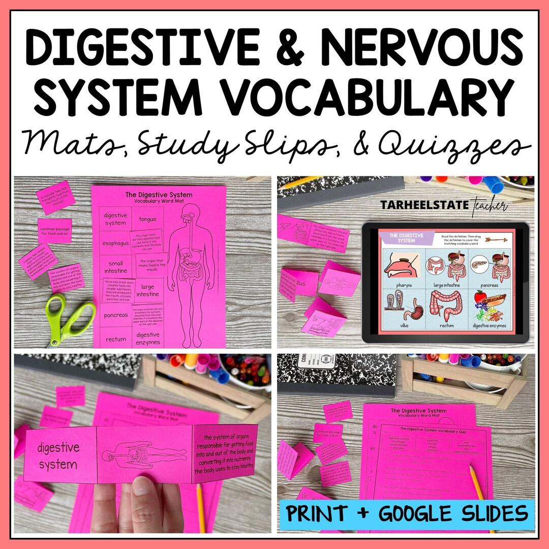 Digestive and Nervous Systems Vocabulary Definition Practice | Vocab ...