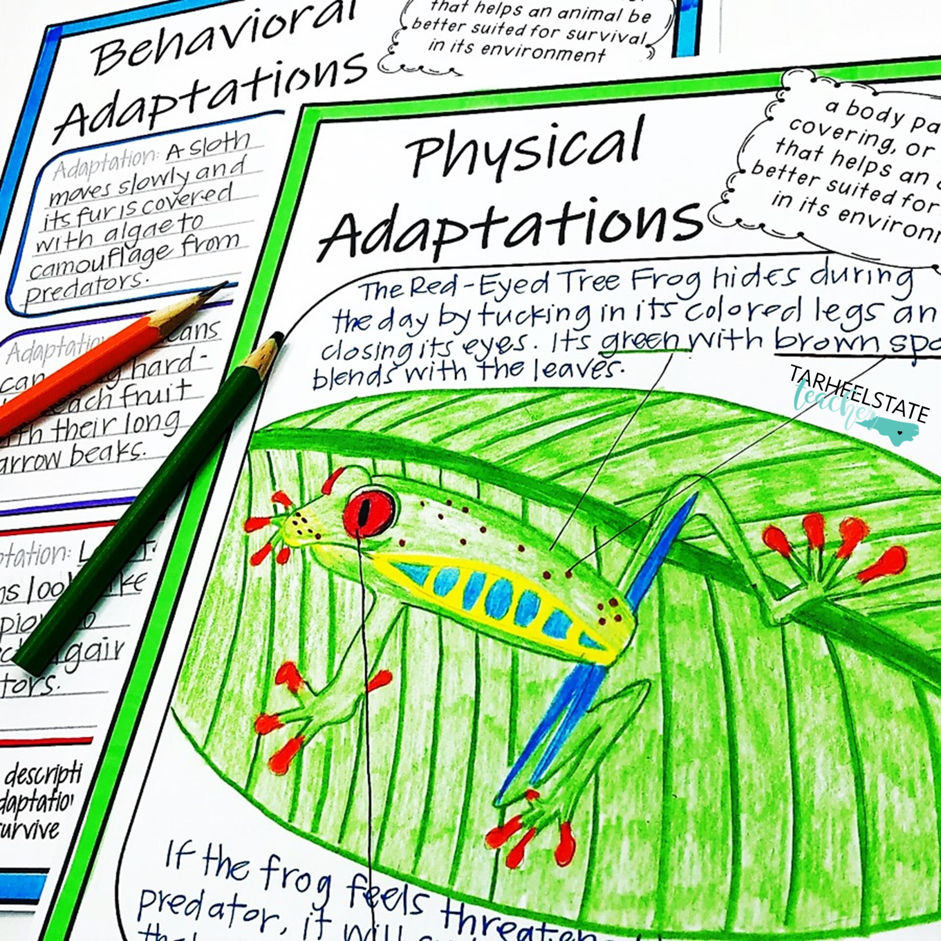 Ecosystem and Biomes Project - Animal Research Graphic Organizers ...