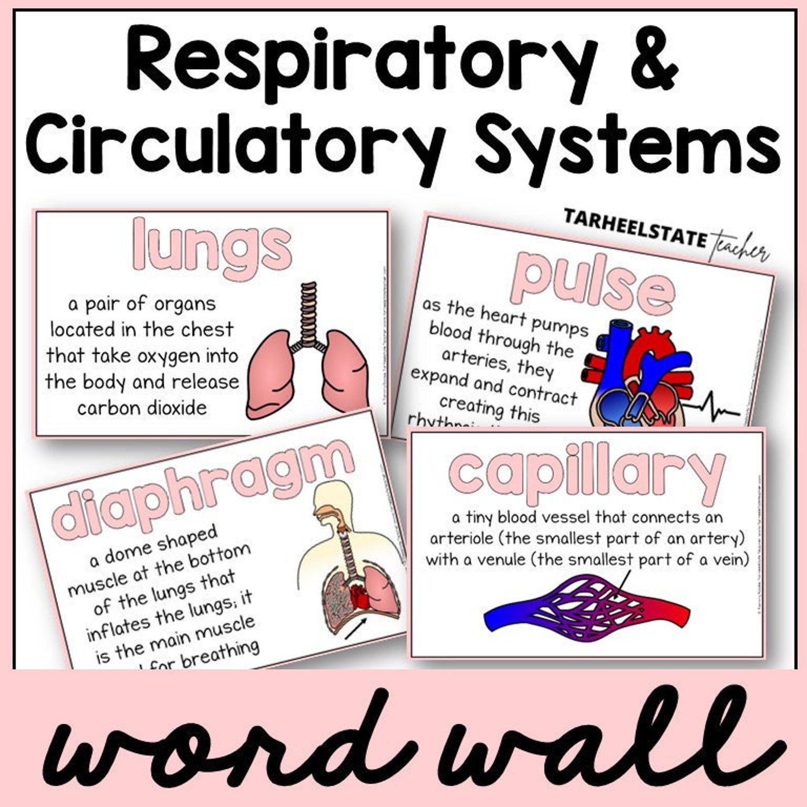 Respiratory & Circulatory System Word Wall | Science Classroom Decor ...