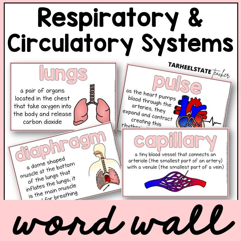 Respiratory and Circulatory System Definition Posters for Science ...