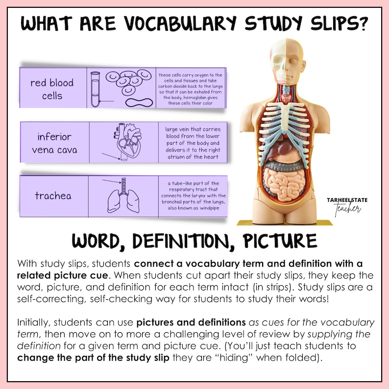 Respiratory & Circulatory System Vocabulary and Definition Practice ...