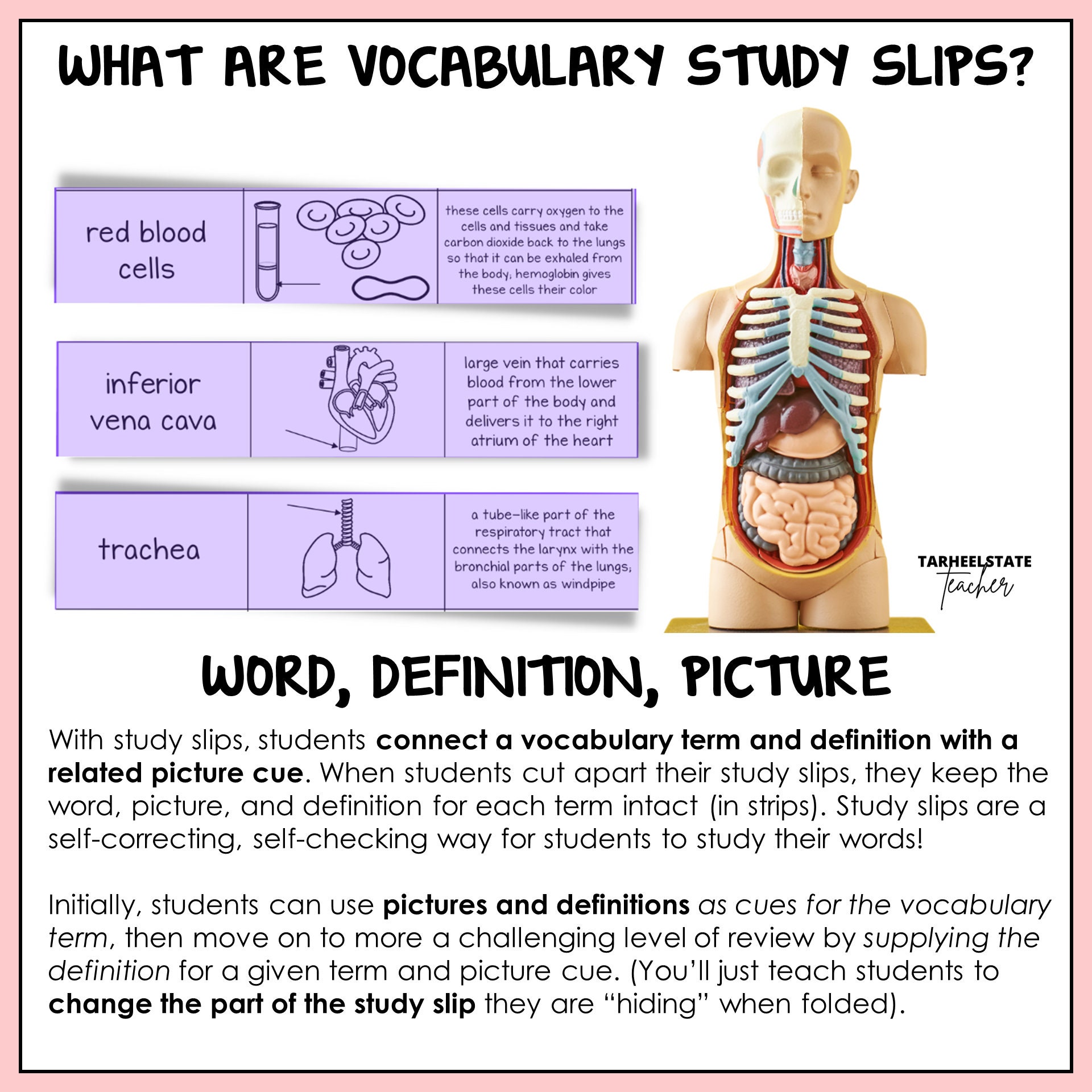 Respiratory & Circulatory System Vocabulary and Definition Practice ...