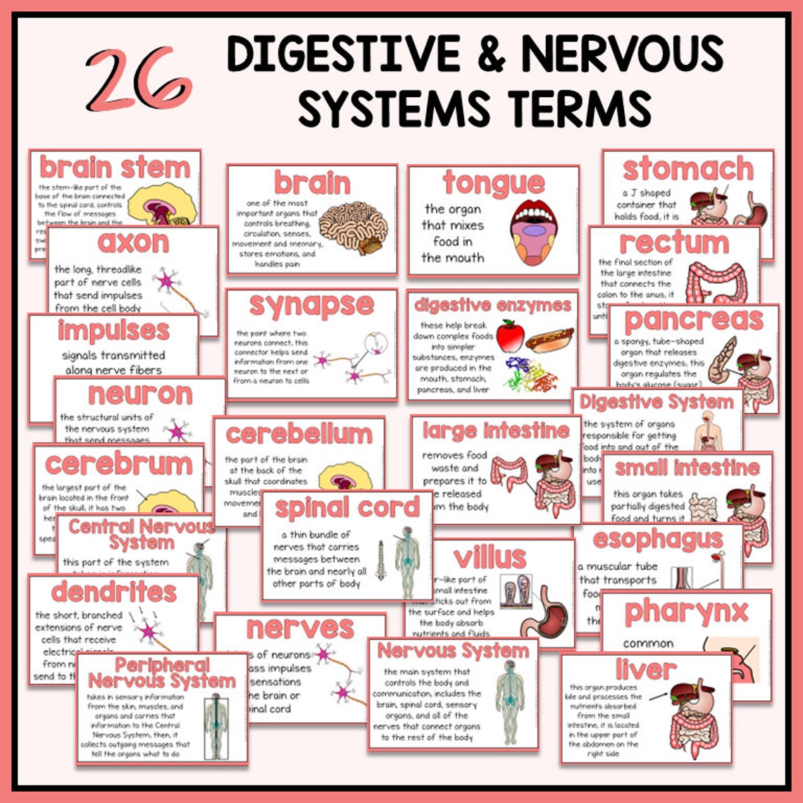 Digestive and Nervous System Definition Posters for Science Bulletin ...
