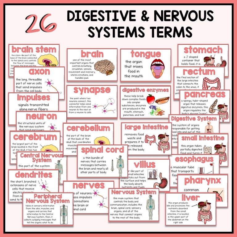 Digestive and Nervous System Definition Posters for Science Bulletin ...