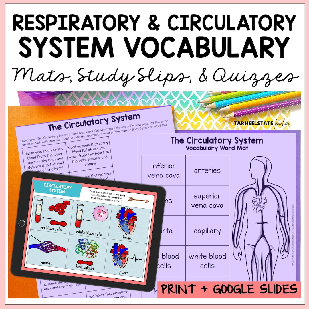 Respiratory & Circulatory System Vocabulary and Definition Practice ...