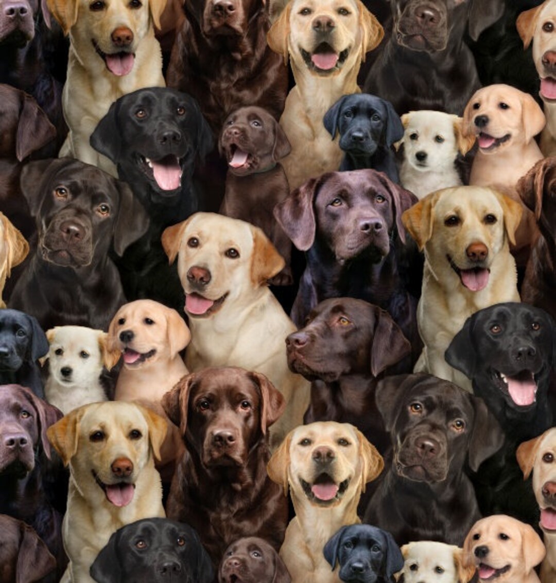 Labrador Fabric 686-multi Elizabeth's Studio 100% Cotton Best Friend ...