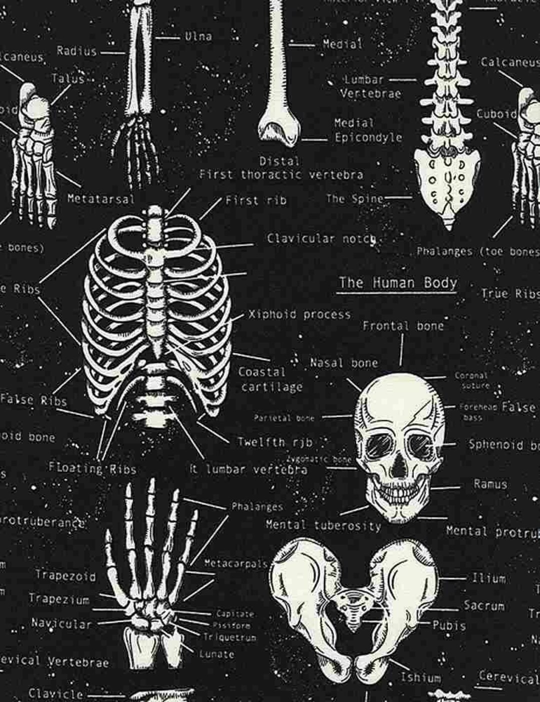 Skeleton Fabric - Anatomy - GLOW in the DARK - 100% Cotton - Timeless ...