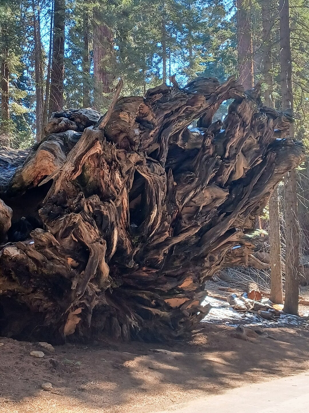 Sequoia National Park 2022 Tree Cut - Etsy