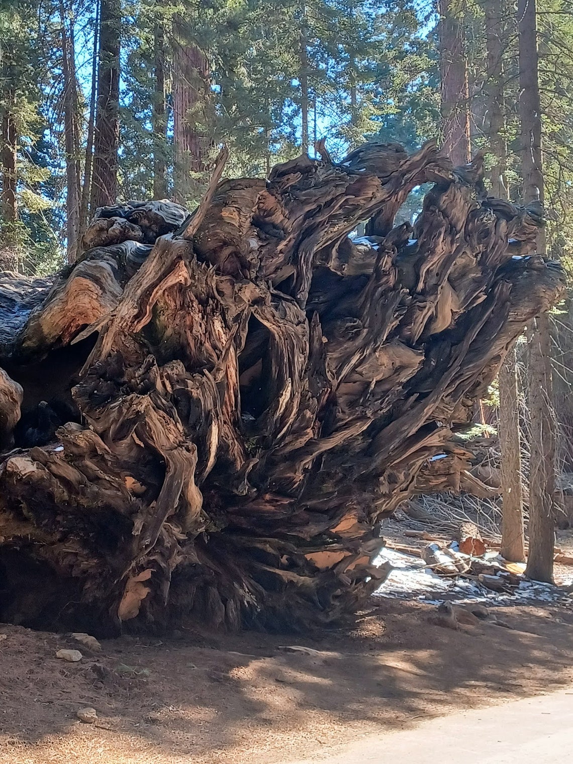 Sequoia National Park 2022 Tree Cut - Etsy