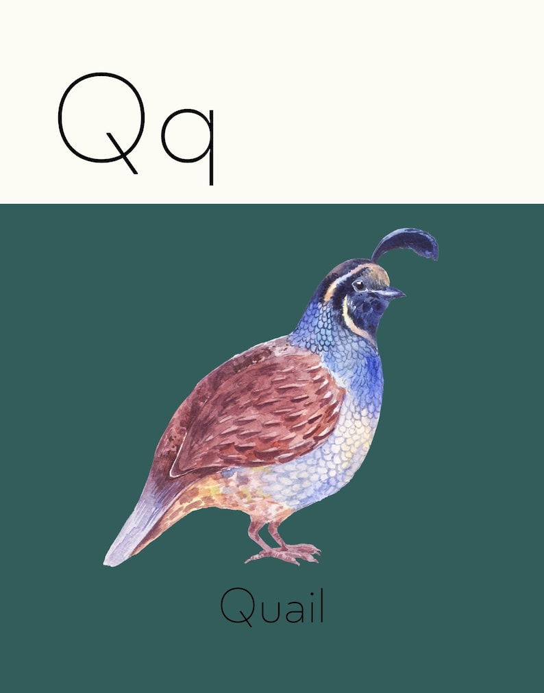 Nature Alphabet Poster Letter Q Poster Nursery Wall Art - Etsy