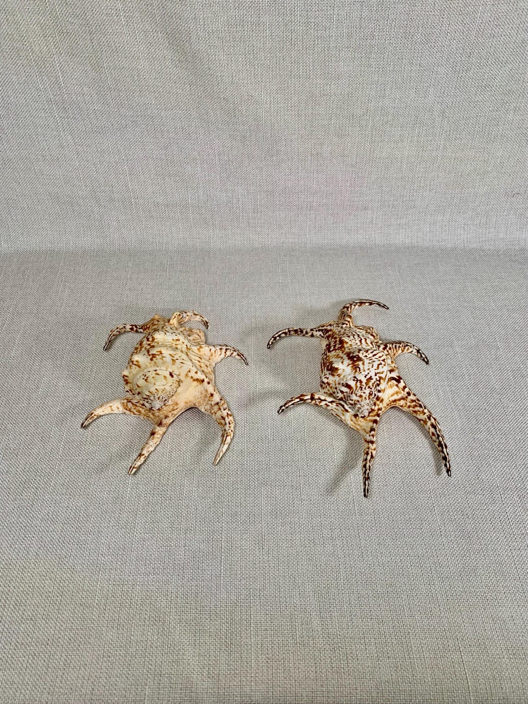 Large Beautiful Natural Spider Seashell/ Harpago Chiragra Home Decor ...