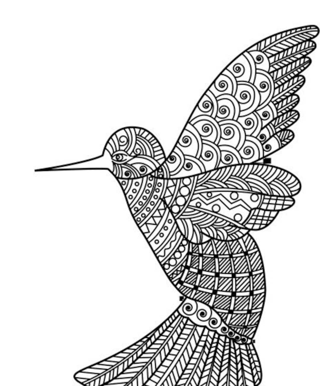 Hummingbird Downloadable Coloring Page - Etsy