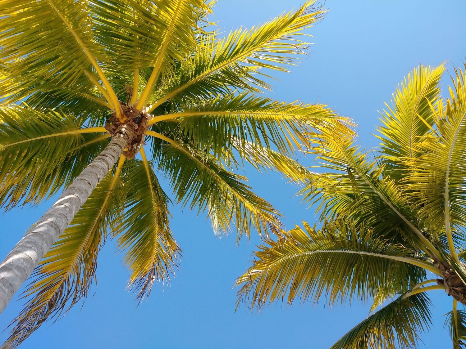 Printable Palm Tree Photo Digital Download - Etsy