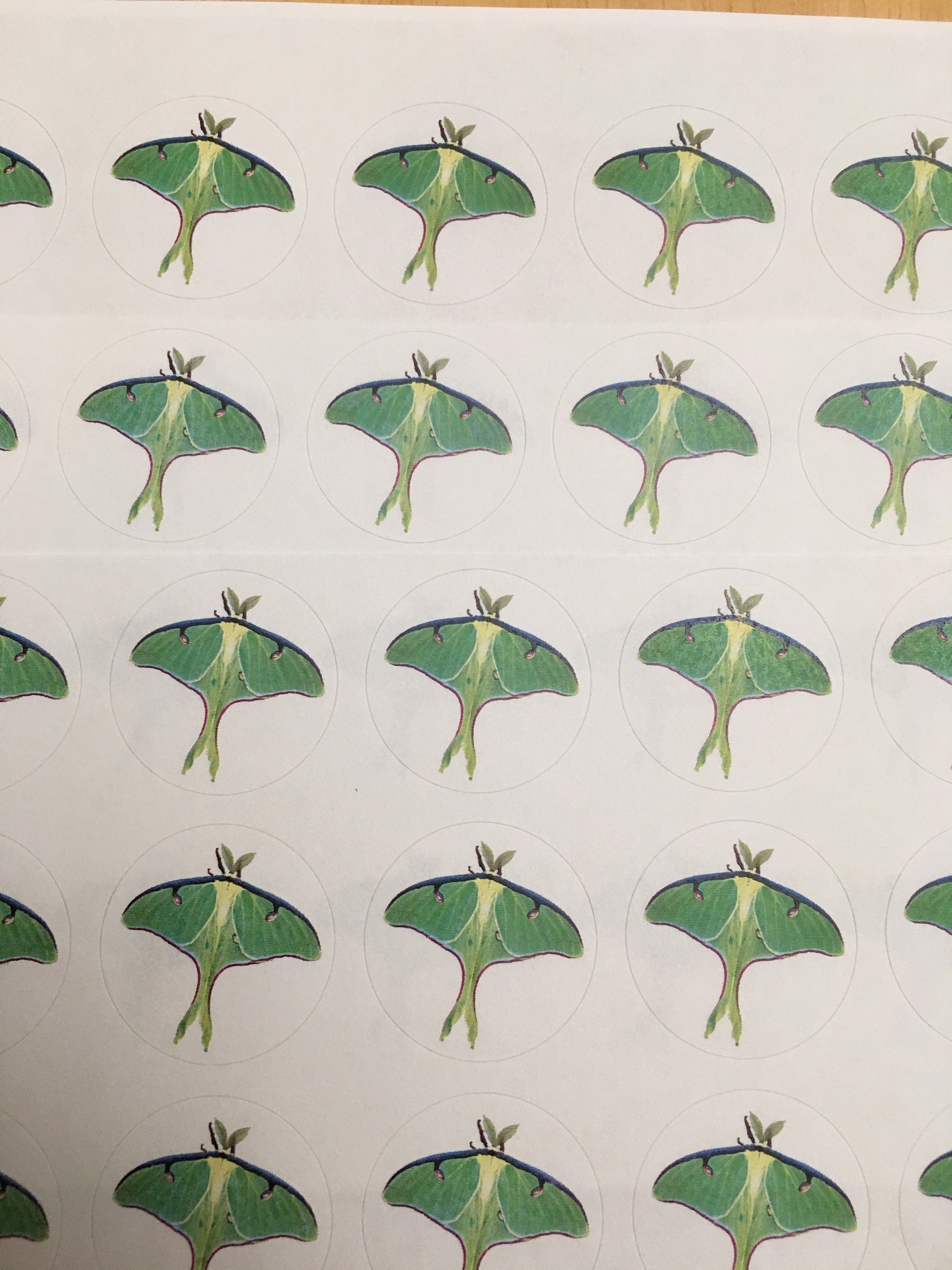 Luna Moth Stickers Envelope Seals Letters Butterfly Insect Bug Circle ...