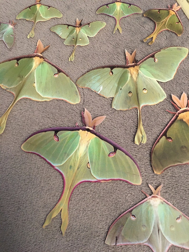 Luna Moth Sticker Handmade New Life-size Butterfly Insect Bug - Etsy