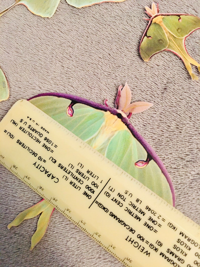 Luna Moth Sticker Handmade New Life-size Butterfly Insect Bug - Etsy