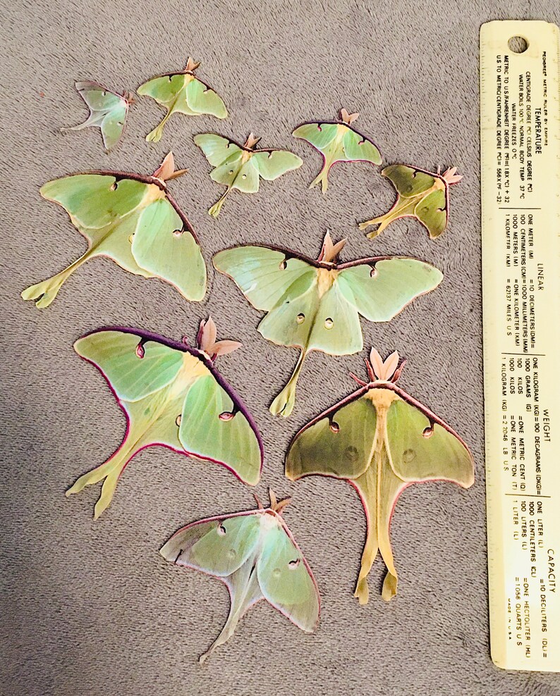 Luna Moth Sticker Handmade New Life size Butterfly Insect Bug Etsy