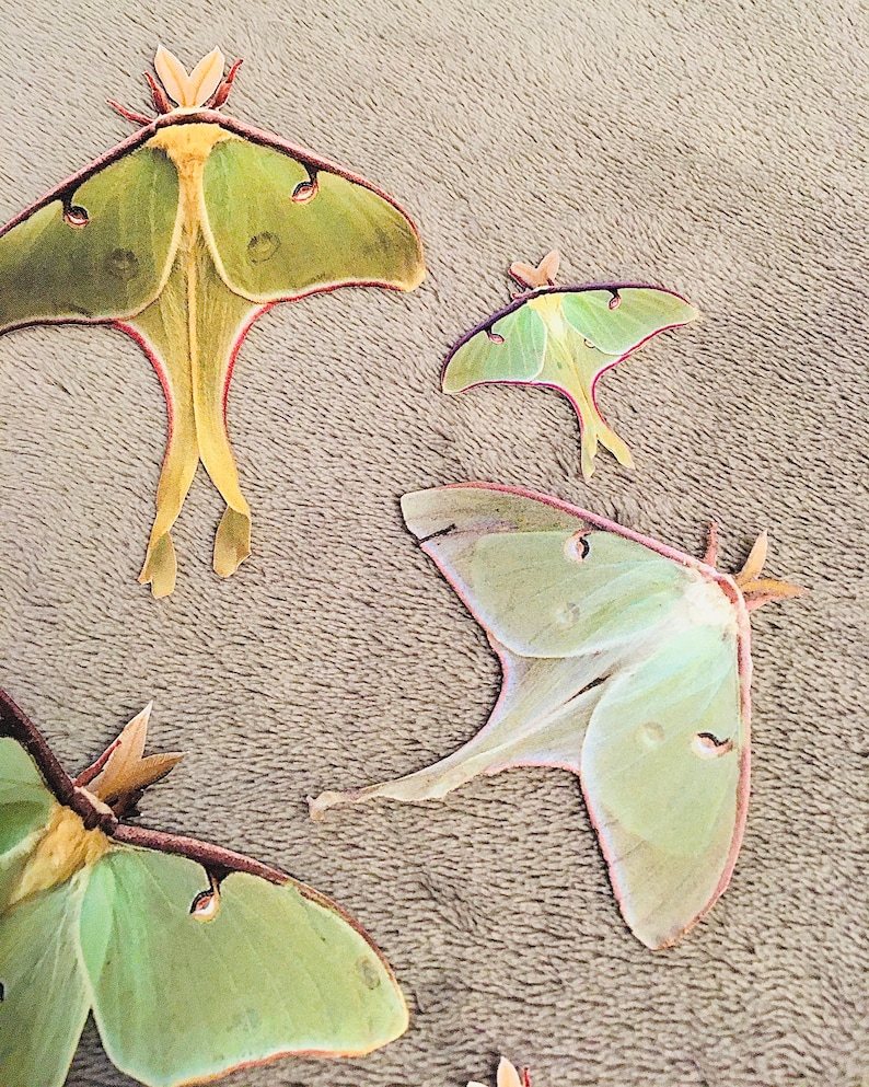 Luna Moth Sticker Handmade New Life-size Butterfly Insect Bug - Etsy
