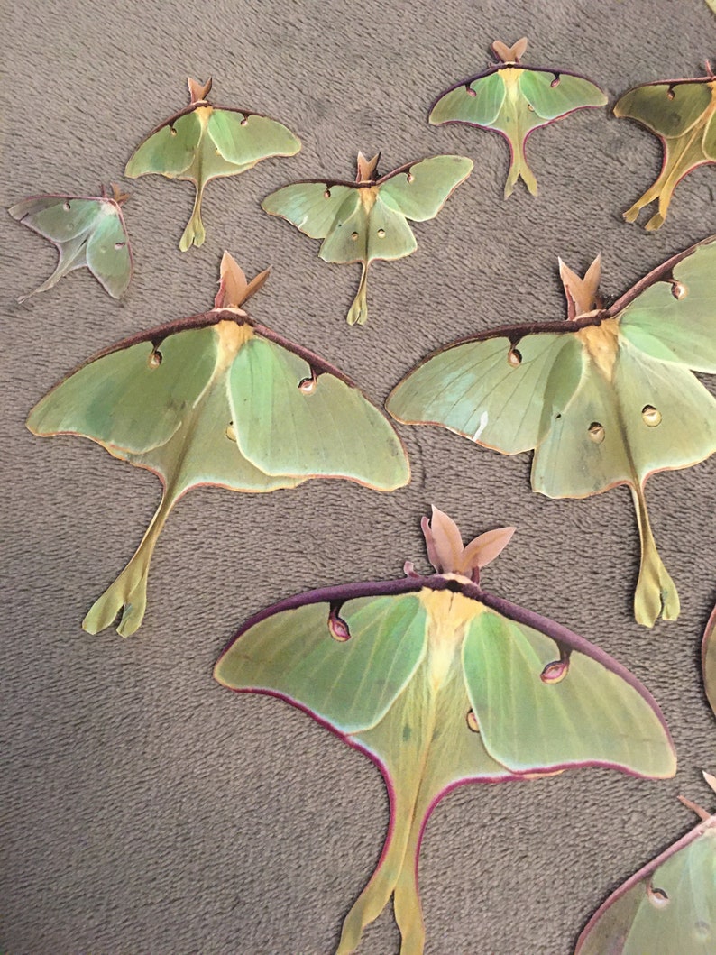 Luna Moth Sticker Handmade New Life-size Butterfly Insect Bug - Etsy