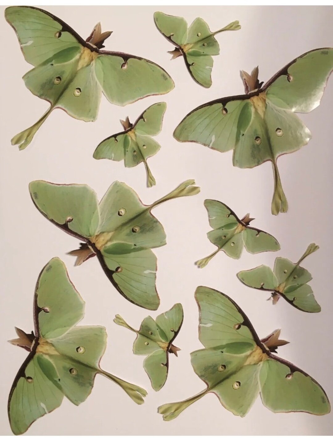 Luna Moth Stickers Homemade Handmade Photograph Butterfly Insect Green ...