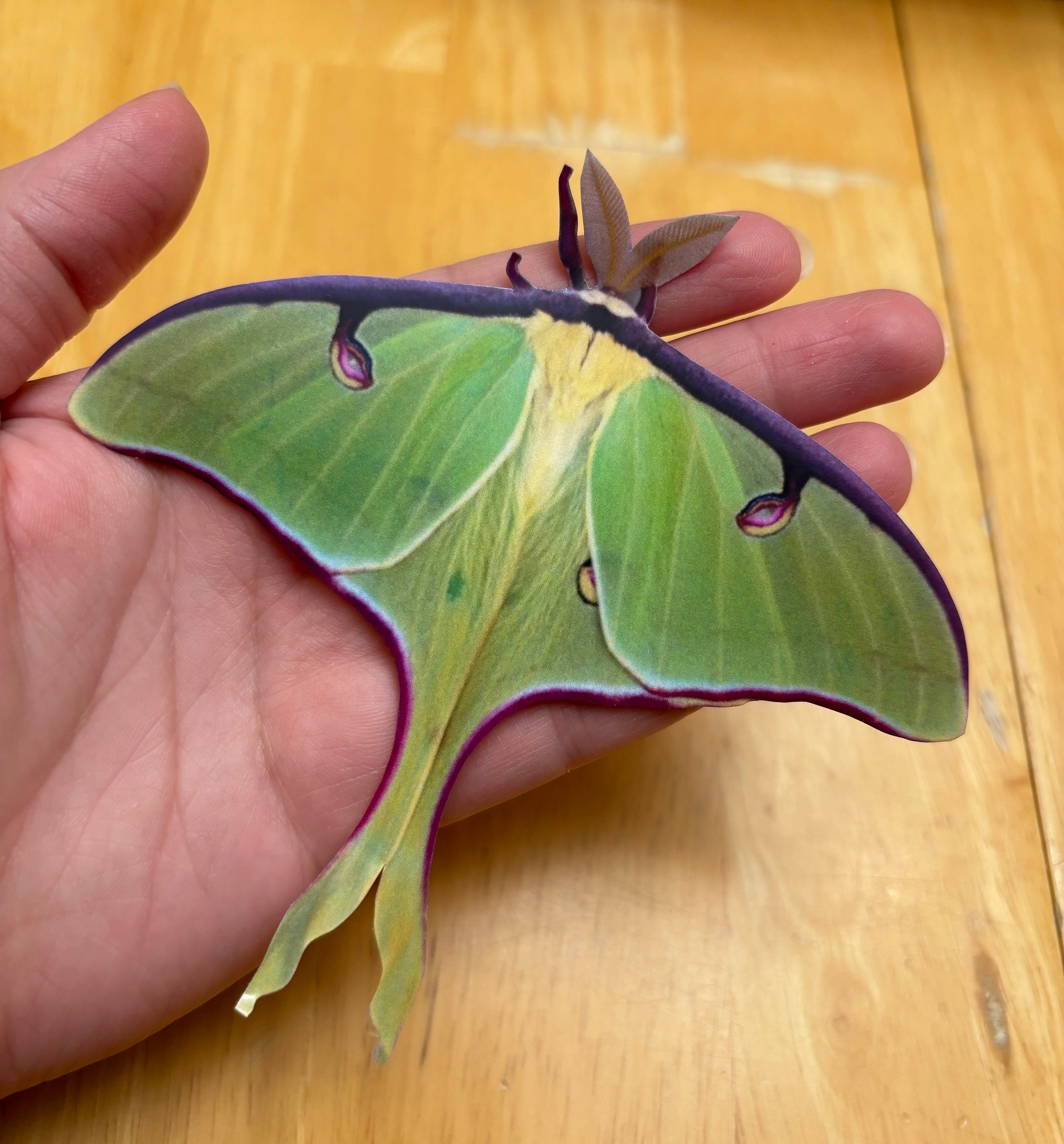 Luna Moth Sticker Handmade New Life-size Butterfly Insect Bug - Etsy