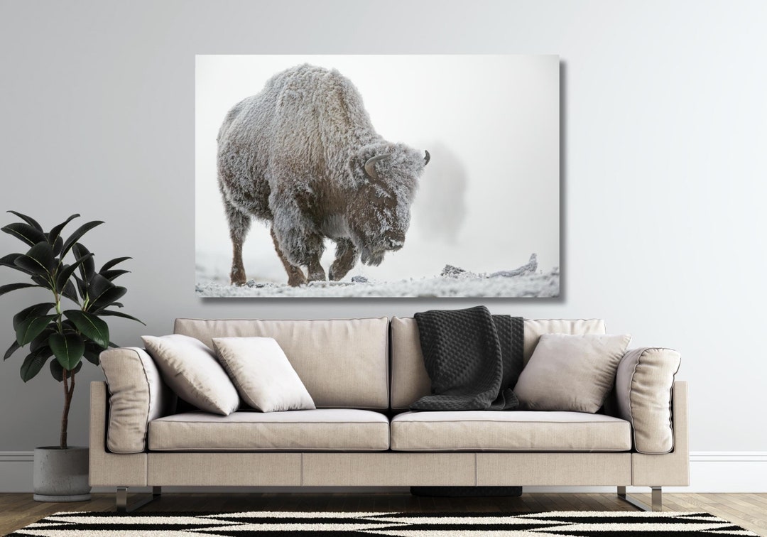 American Buffalo in Snow Original Pictures Print, Buffalo Wall Art ...
