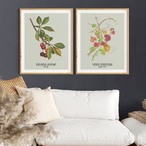 Vintage Fruit Prints, Botanical Prints, Vintage Art, Raspberry, Grape ...