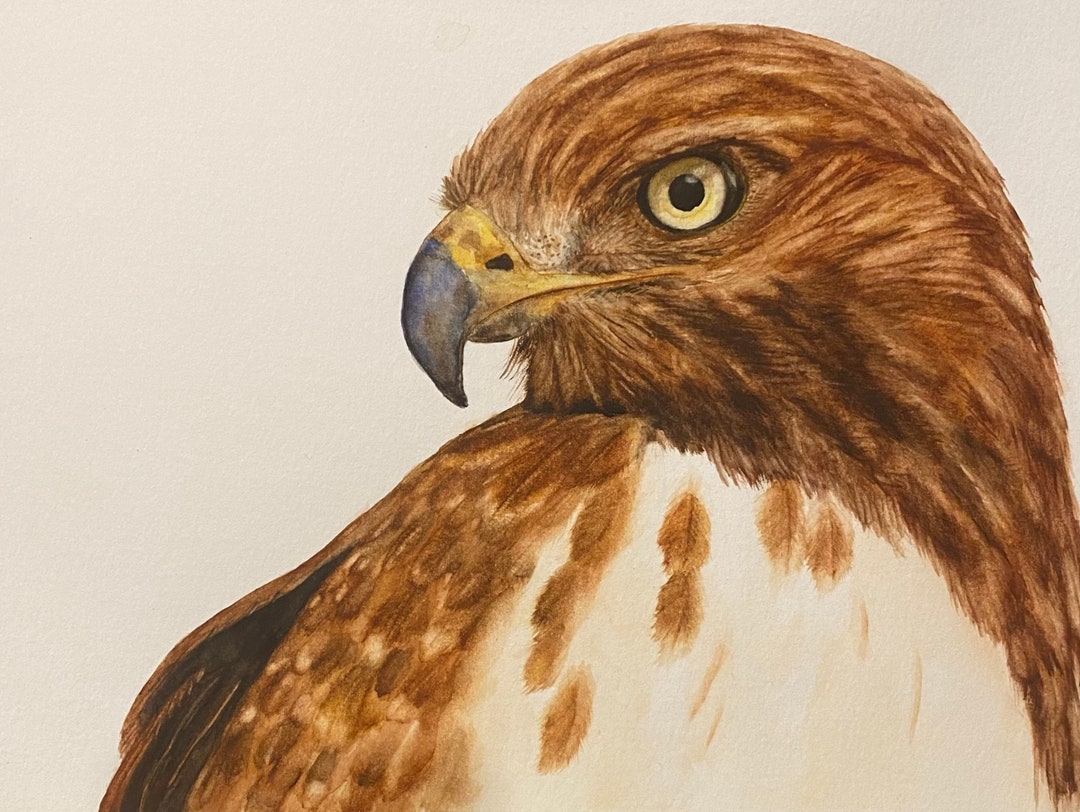 Red-tailed Hawk - 8x10 Watercolor Print, Matted to 11x14 - Etsy