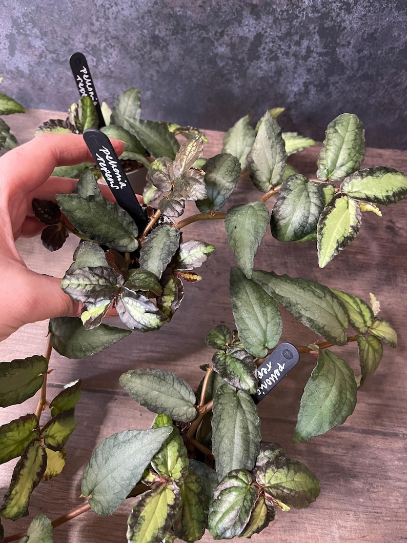 Pellionia Repens Watermelon Begonia Terrarium Plant - Etsy UK