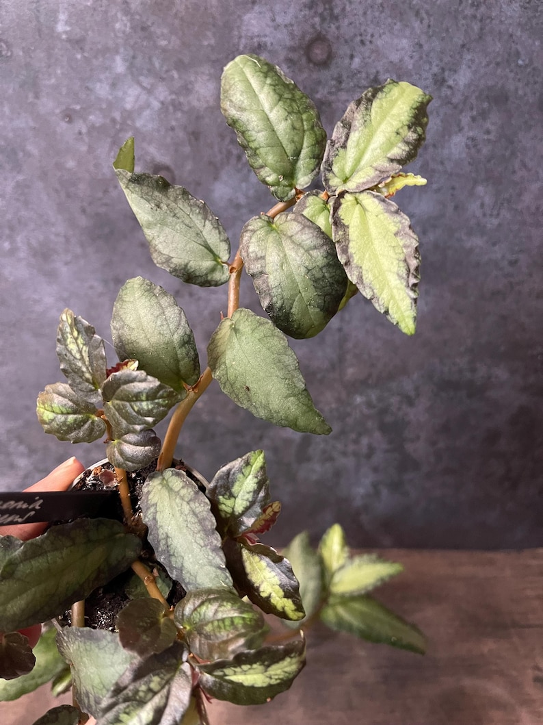 Pellionia Repens Watermelon Begonia Terrarium Plant - Etsy UK