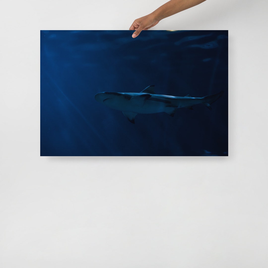 Great White Shark Poster - Etsy