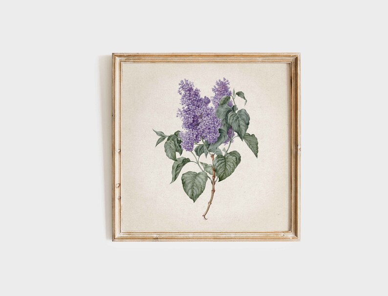 Vintage Lilac Print Watercolor Botanical Wall Art Antique Purple Flower ...