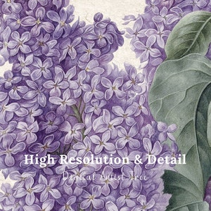 Vintage Lilac Print Watercolor Botanical Wall Art Antique Purple Flower ...