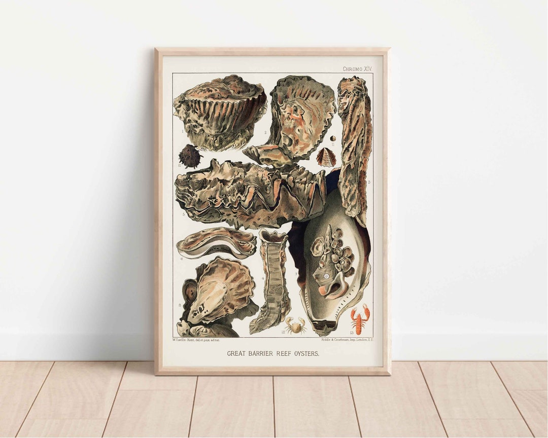 Coral Reef Print Great Barrier Reef Wall Art Vintage Educational Poster ...