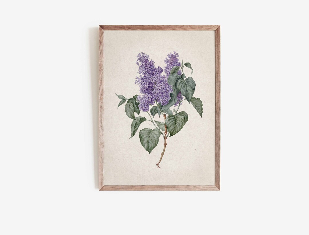 Vintage Lilac Print Watercolor Botanical Wall Art Antique Purple Flower ...